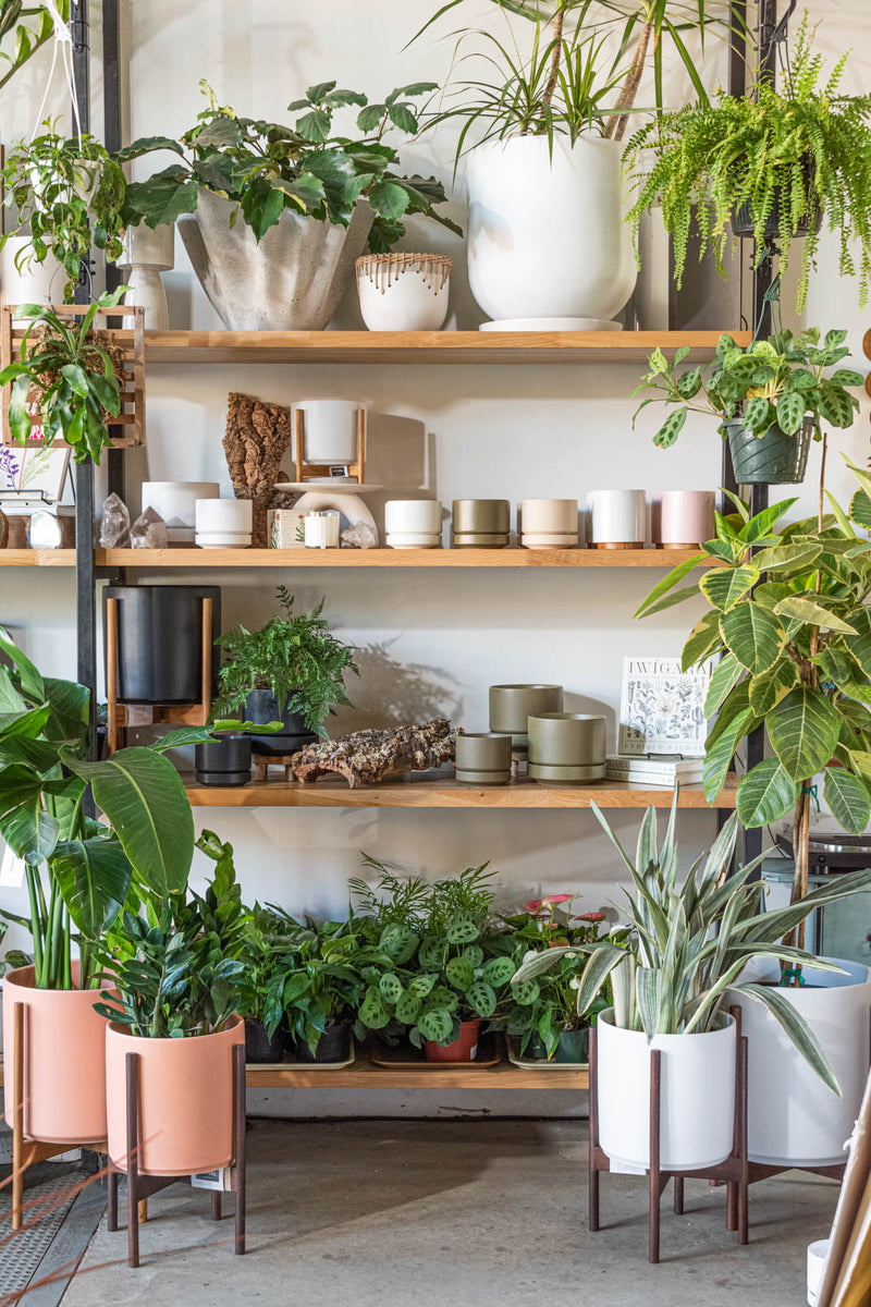 Shop Spotlight: Geometry Gardens & Glasswing – LBE Design