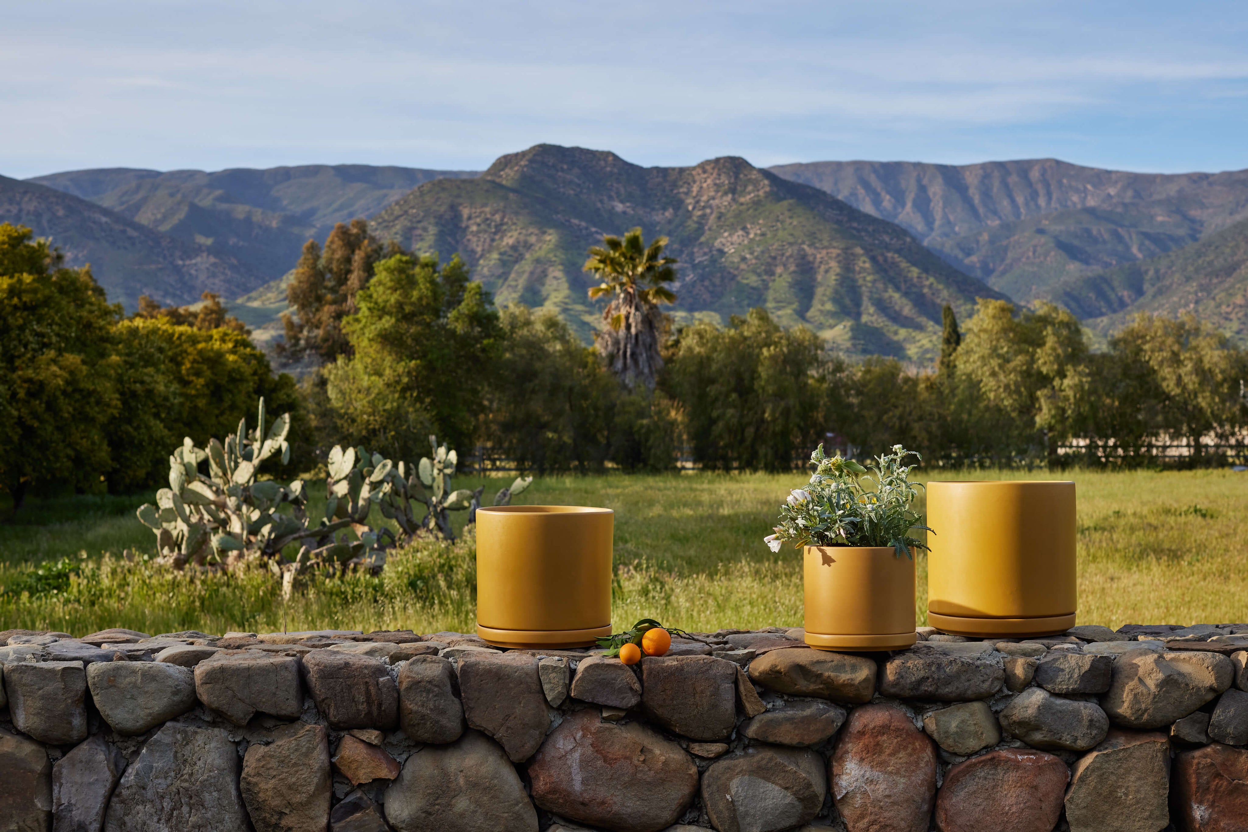 Meet Mustard – LBE Design