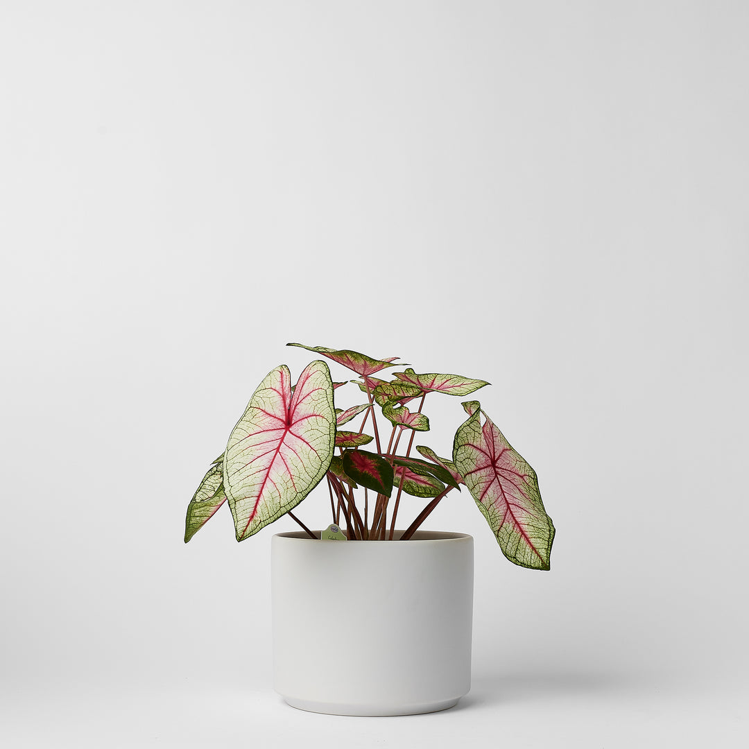 Ceramic Cylinders – LBE Design